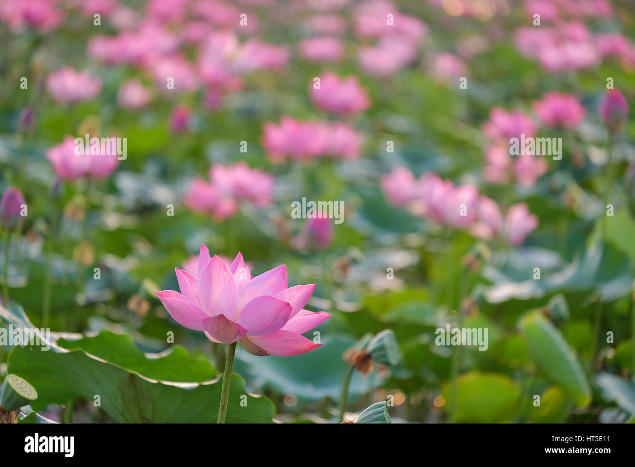 Beautiful flowers background. Beauty blossom pink lotus flower, a ...