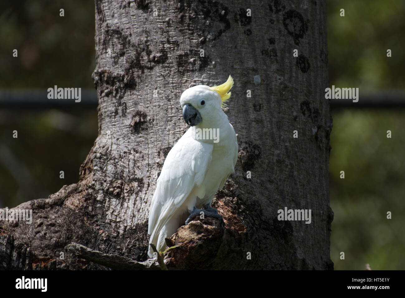 Portrait of Cockatoo that beautiful bird form Zoo Stock Photo - Alamy