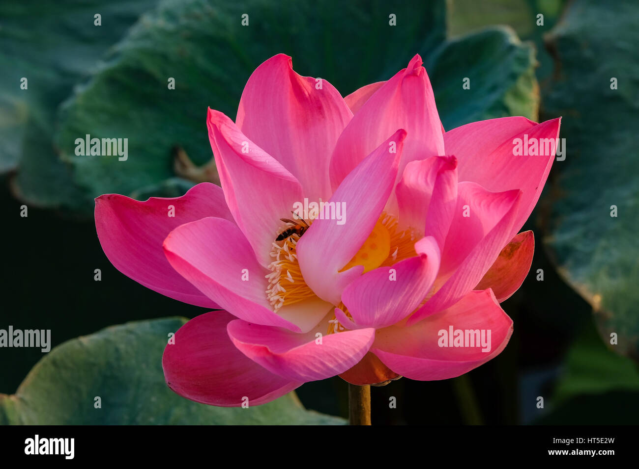 Pink lotus flower with bugs in the pond Stock Photo - Alamy