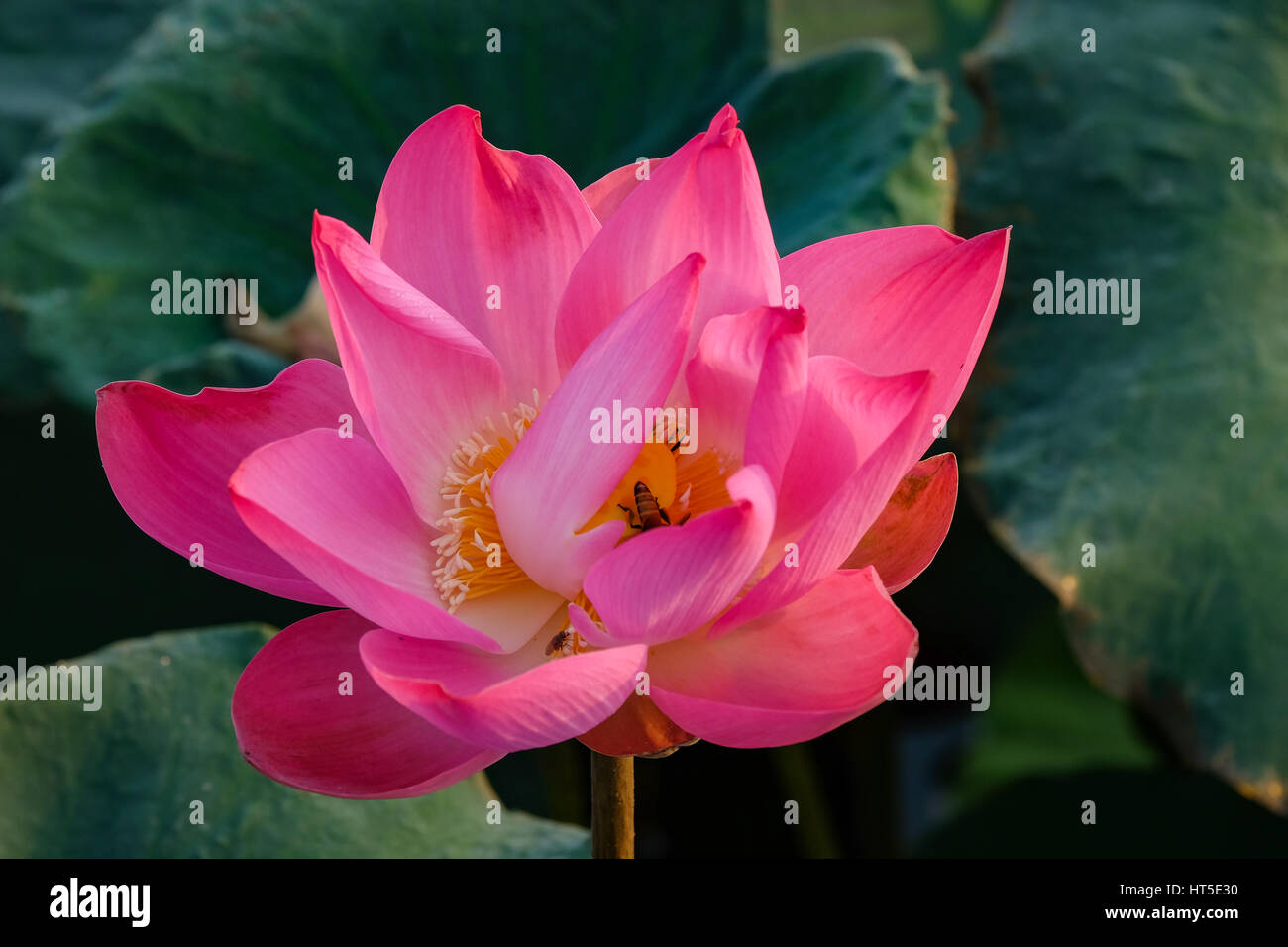 Pink lotus flower with bugs in the pond Stock Photo - Alamy