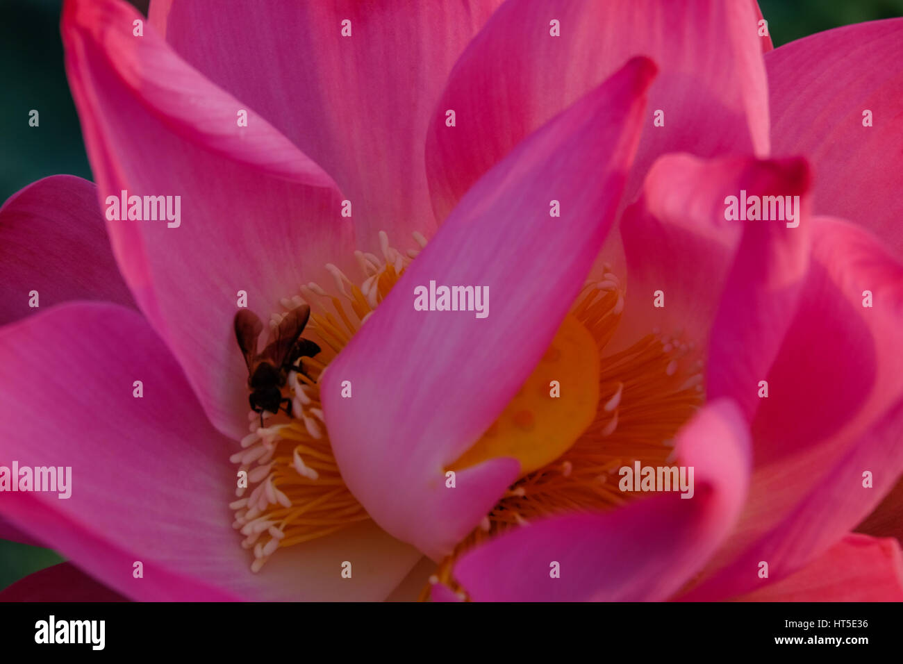 Pink lotus flower with bugs in the pond Stock Photo - Alamy