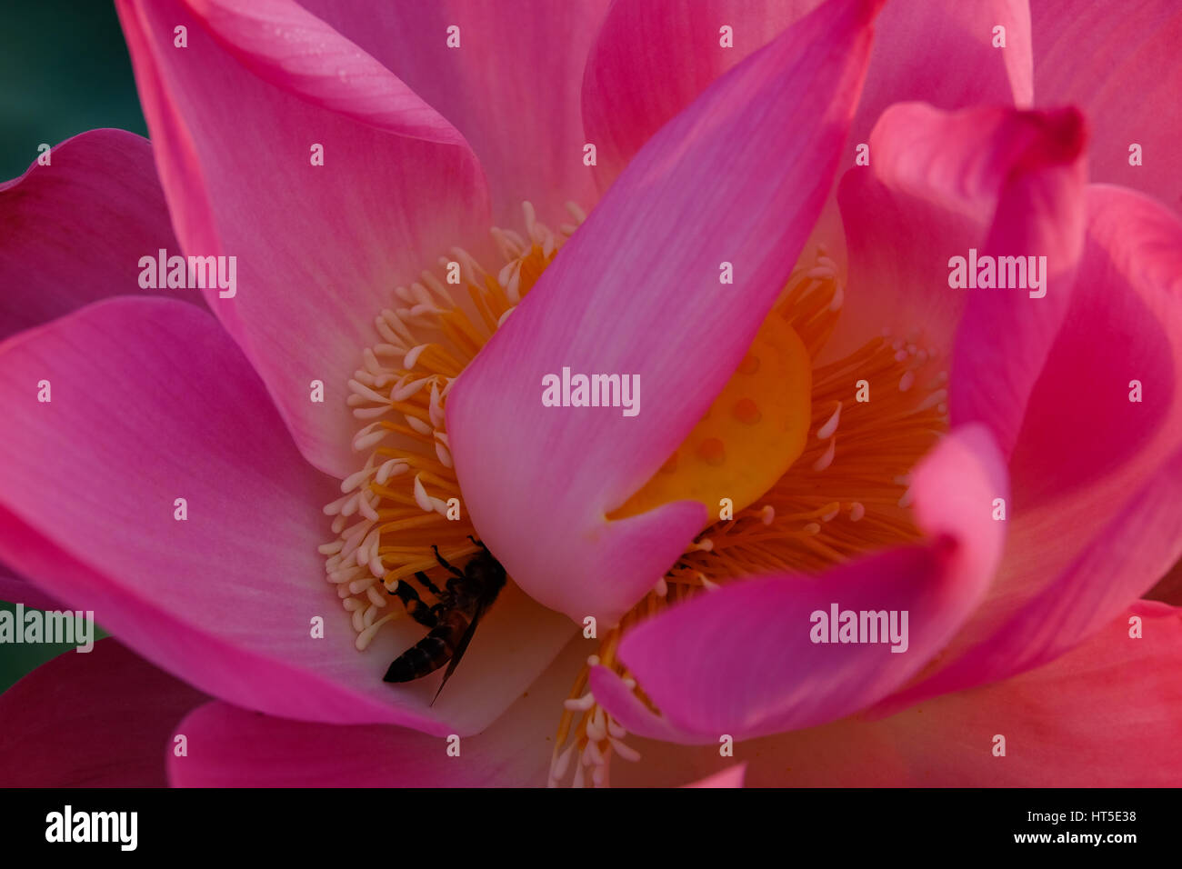 Pink lotus flower with bugs in the pond Stock Photo - Alamy