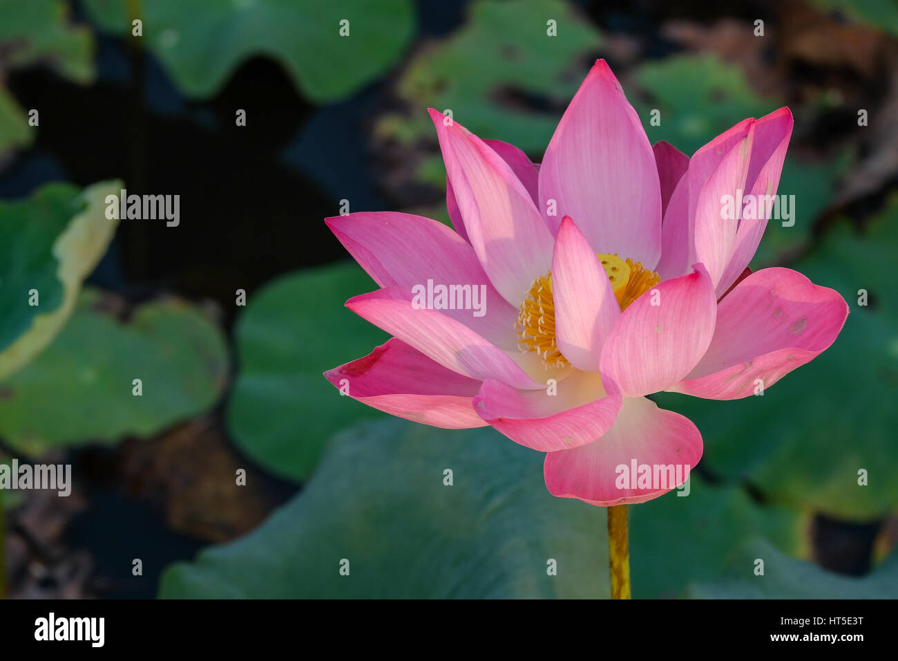 Beautiful flowers background. Beauty blossom pink lotus flower, a ...