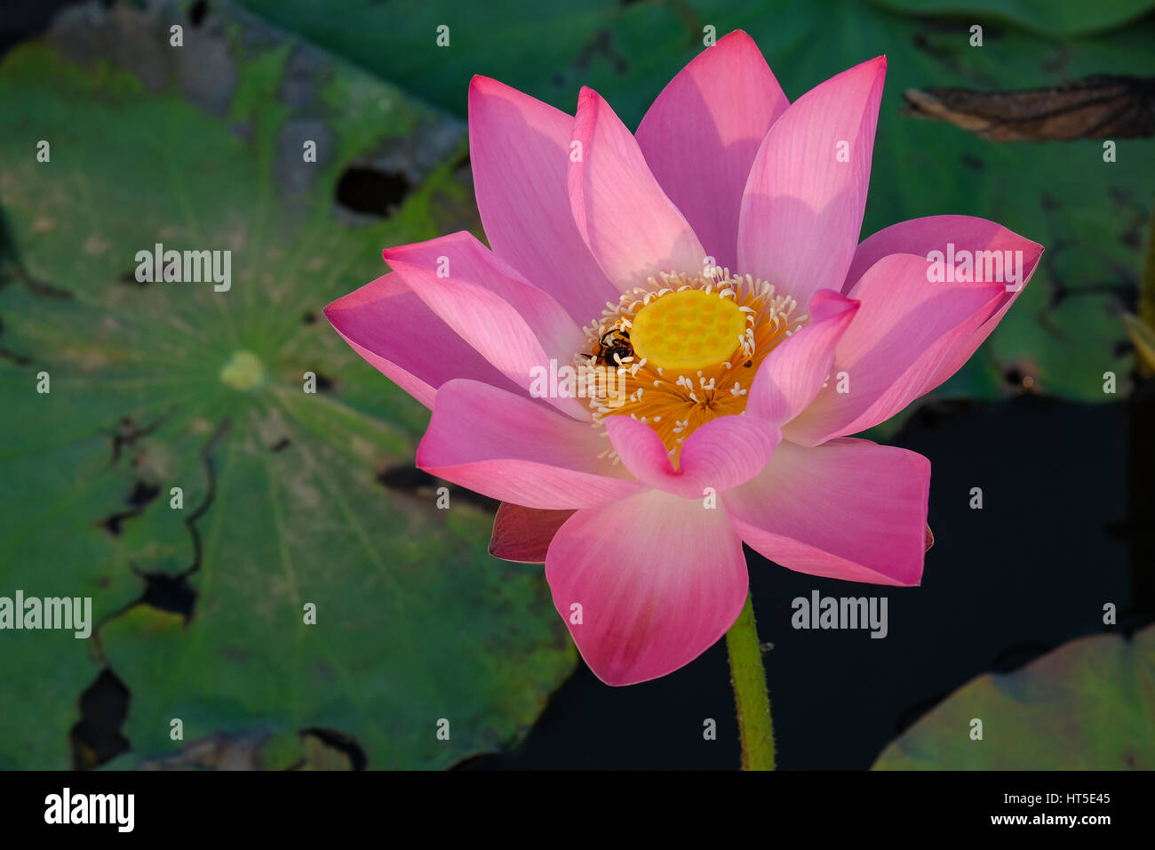 Pink lotus flower with bugs in the pond Stock Photo - Alamy
