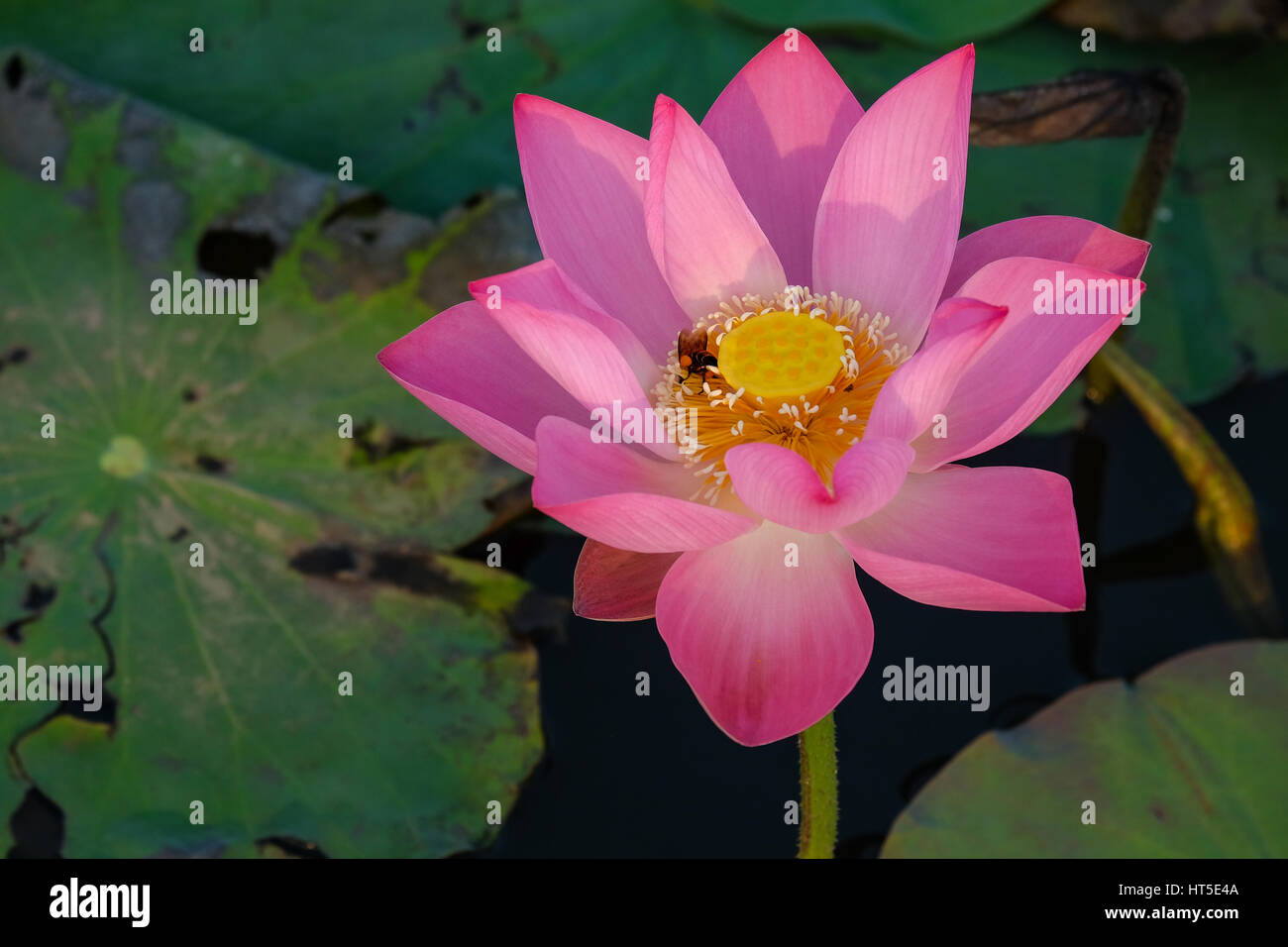 Flower field in early morning Stock Photo - Alamy