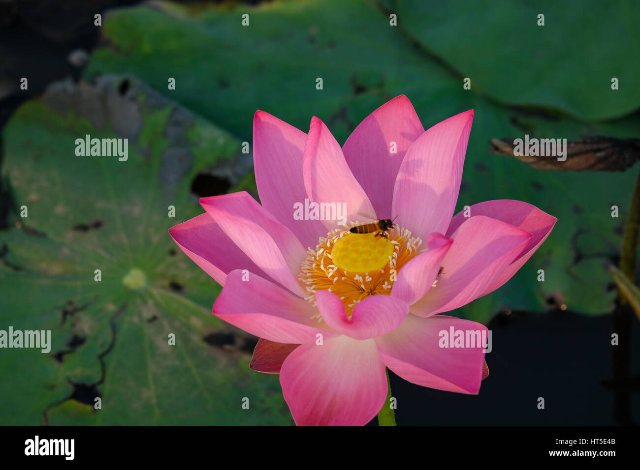 Pink lotus flower with bugs in the pond Stock Photo - Alamy