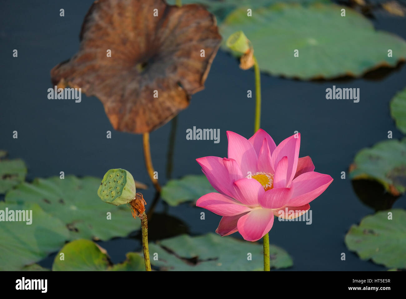 Beautiful flowers background. Beauty blossom pink lotus flower, a ...