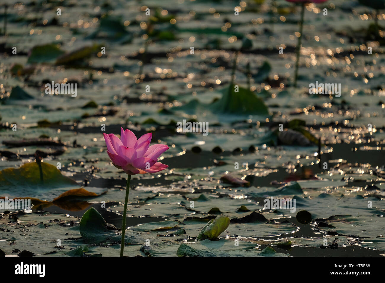Flower field in early morning Stock Photo - Alamy