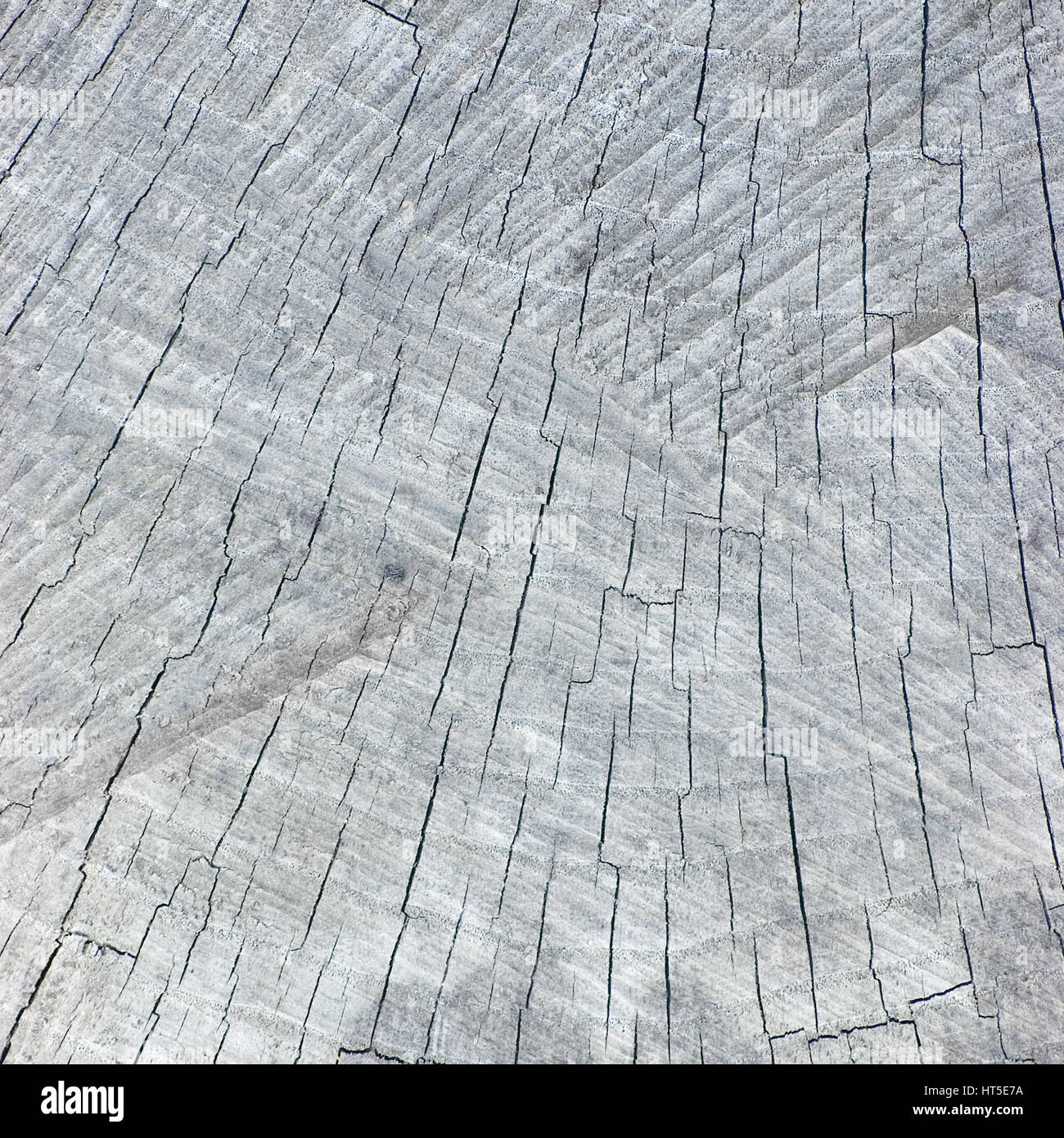 Natural Weathered Grey Tree Stump Cut Texture, Large Detailed ...