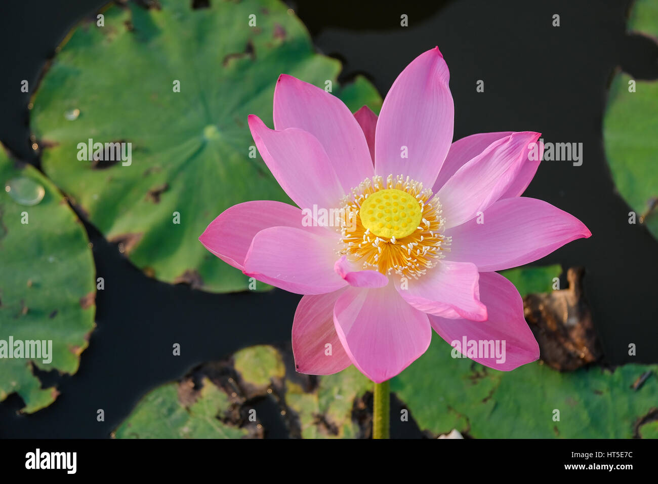 Flower field in early morning Stock Photo - Alamy
