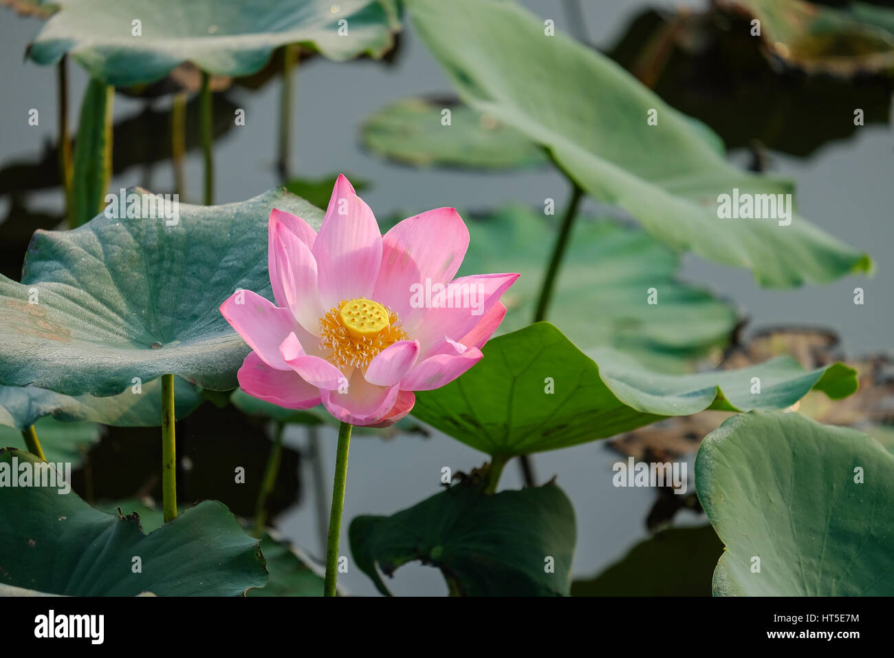 Flower field in early morning Stock Photo - Alamy