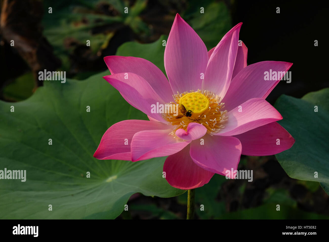 Pink lotus flower with bugs in the pond Stock Photo - Alamy
