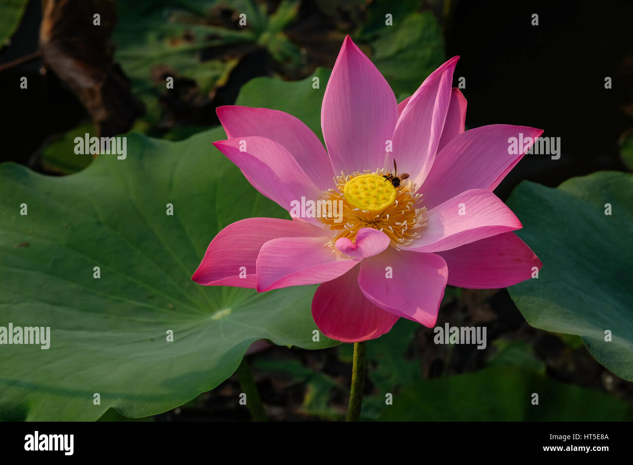 Pink lotus flower with bugs in the pond Stock Photo - Alamy