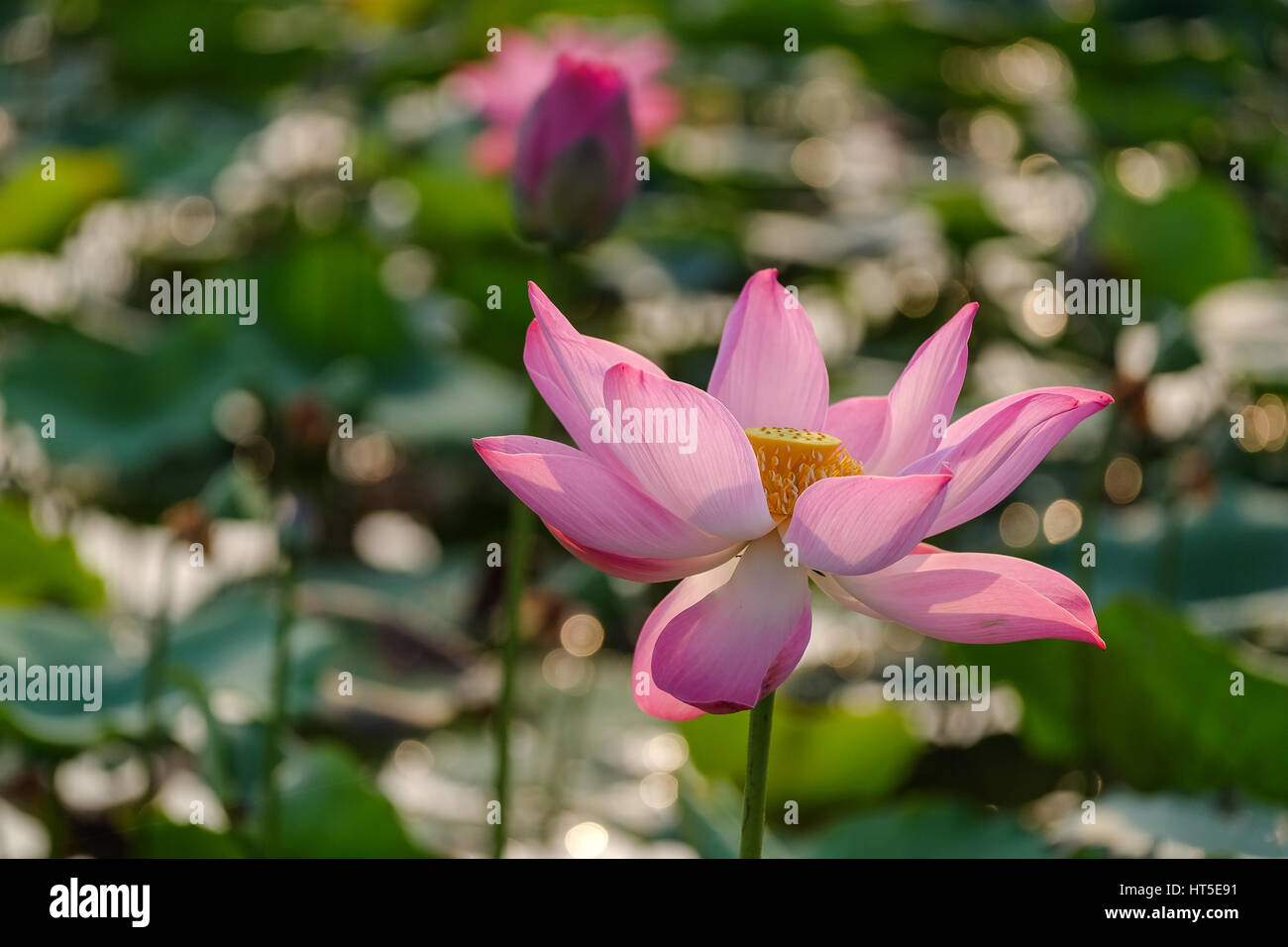 Flower field in early morning Stock Photo - Alamy