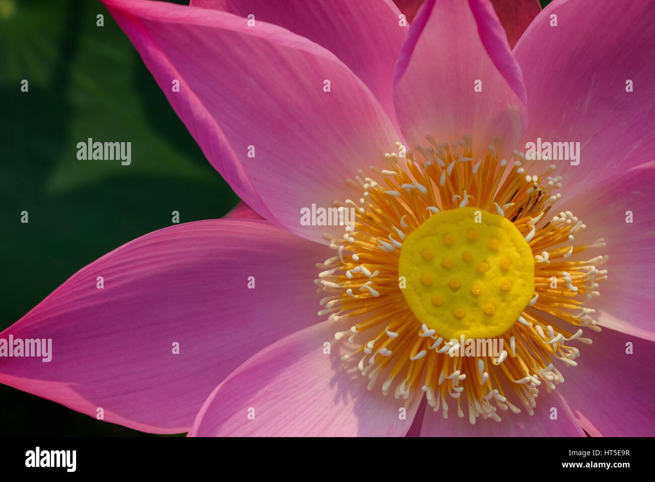 Beautiful flowers background. Beauty blossom pink lotus flower, a ...