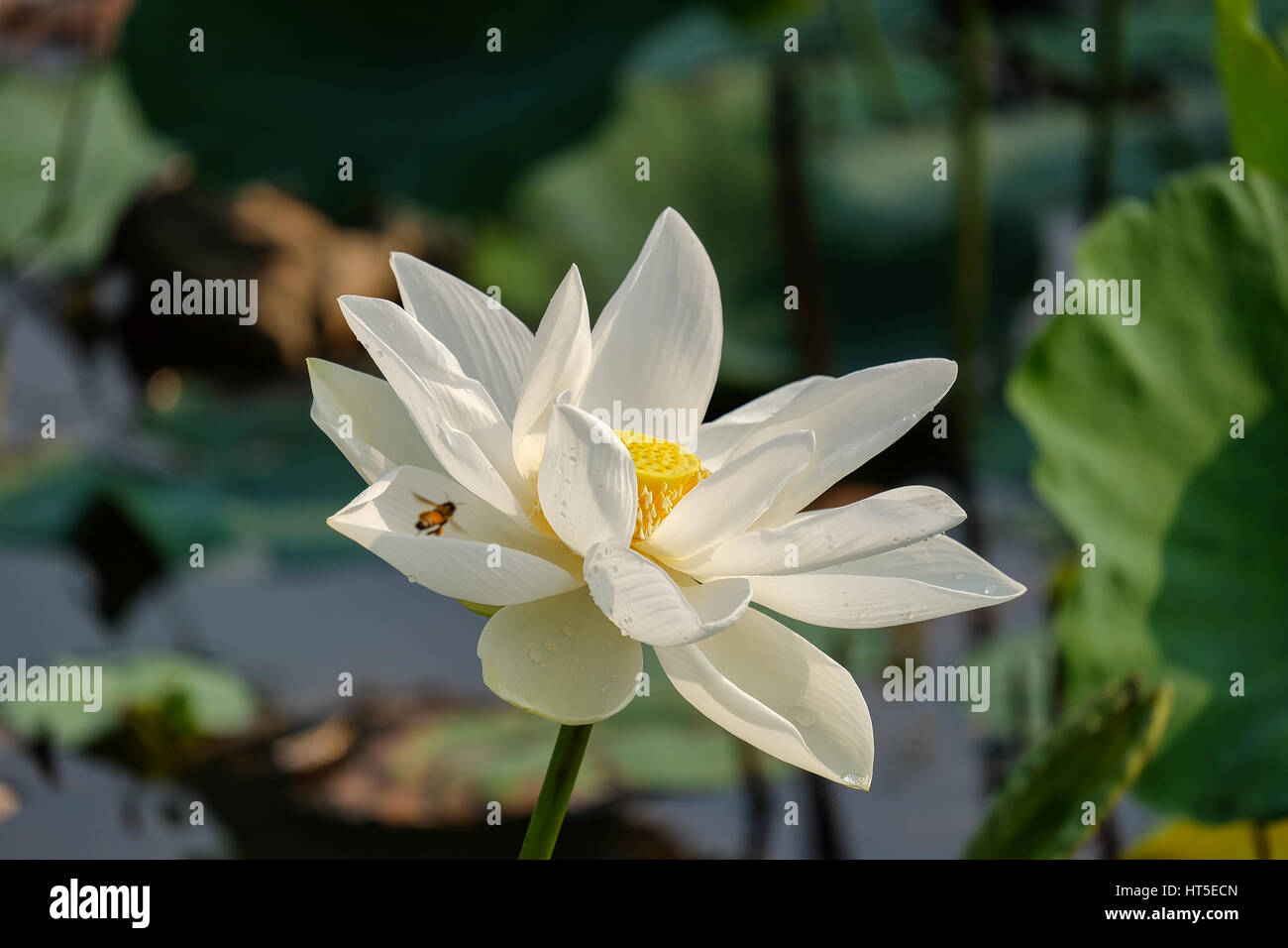 Lotus flower with bugs in the pond Stock Photo - Alamy