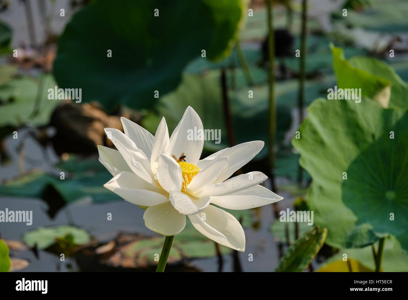 Lotus flower with bugs in the pond Stock Photo - Alamy