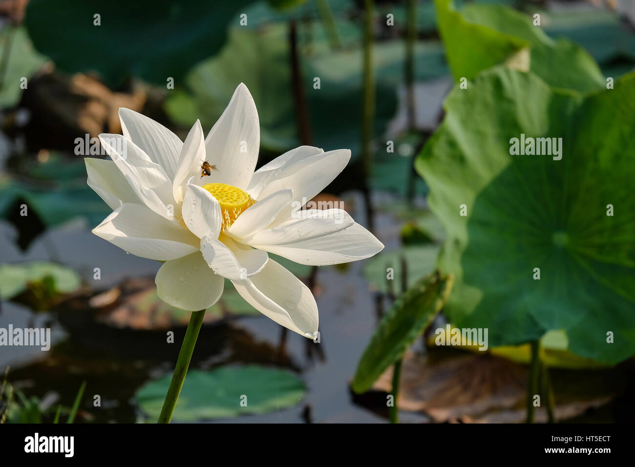 Lotus flower with bugs in the pond Stock Photo - Alamy