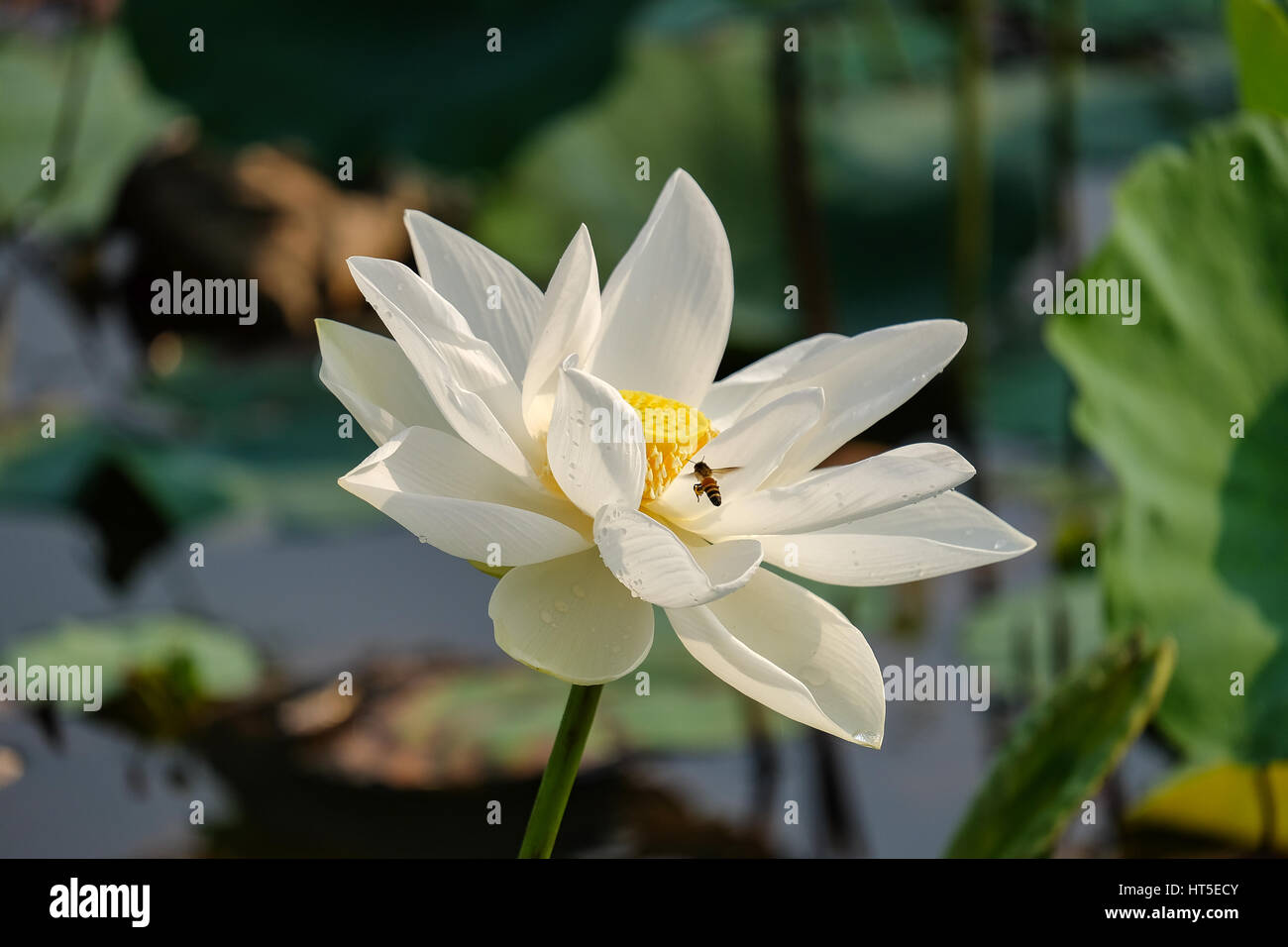 Lotus flower with bugs in the pond Stock Photo - Alamy