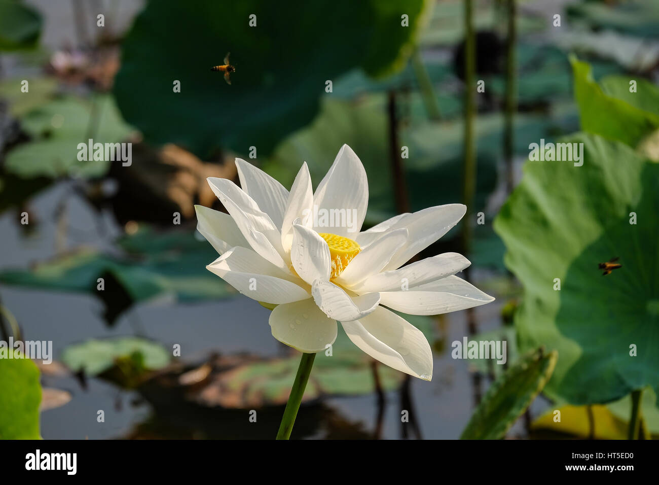 Lotus flower with bugs in the pond Stock Photo - Alamy