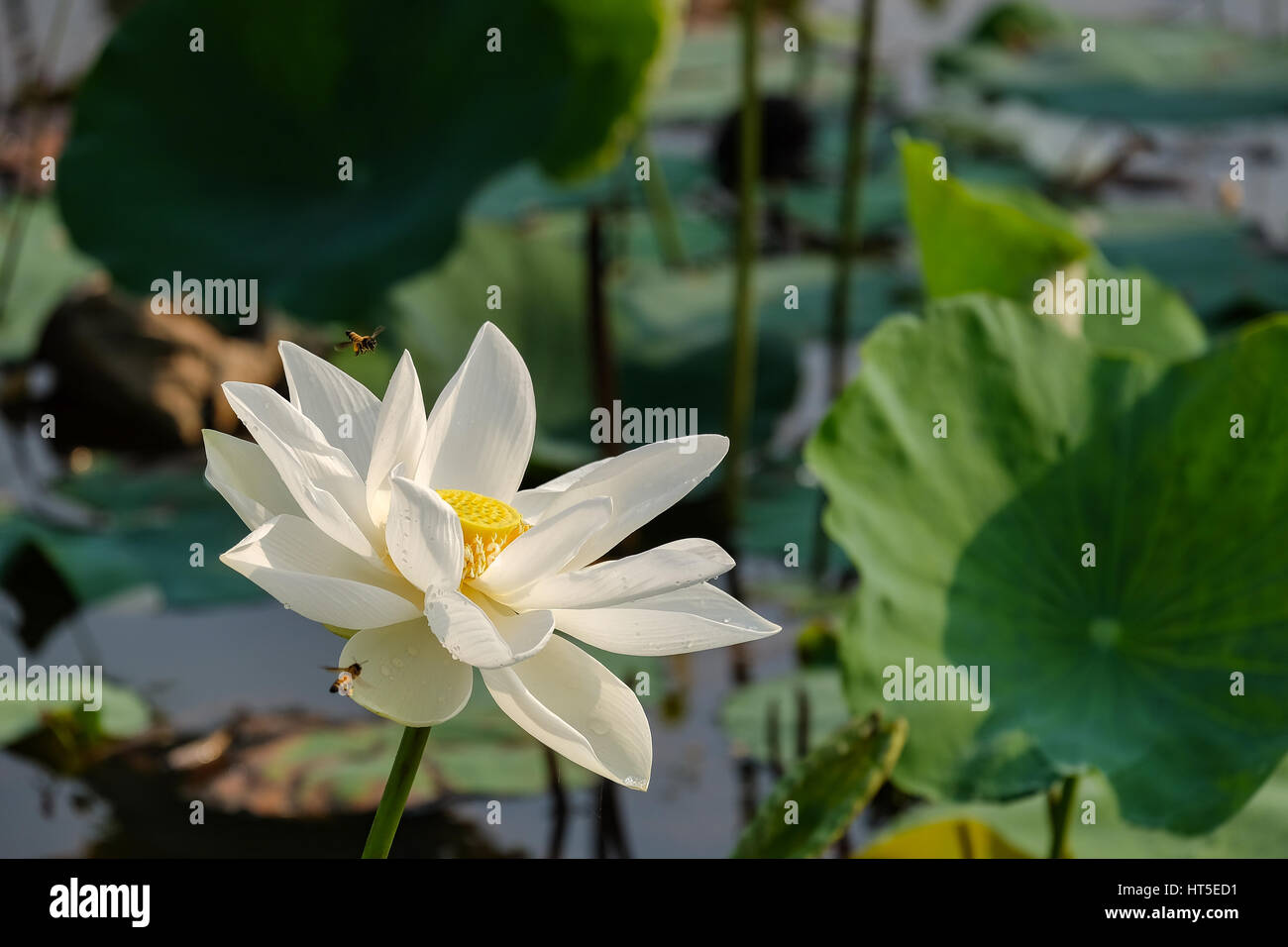 Lotus flower with bugs in the pond Stock Photo - Alamy