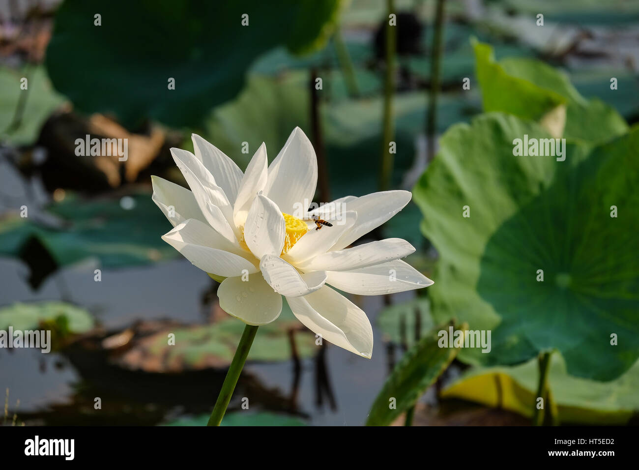 Lotus flower with bugs in the pond Stock Photo - Alamy