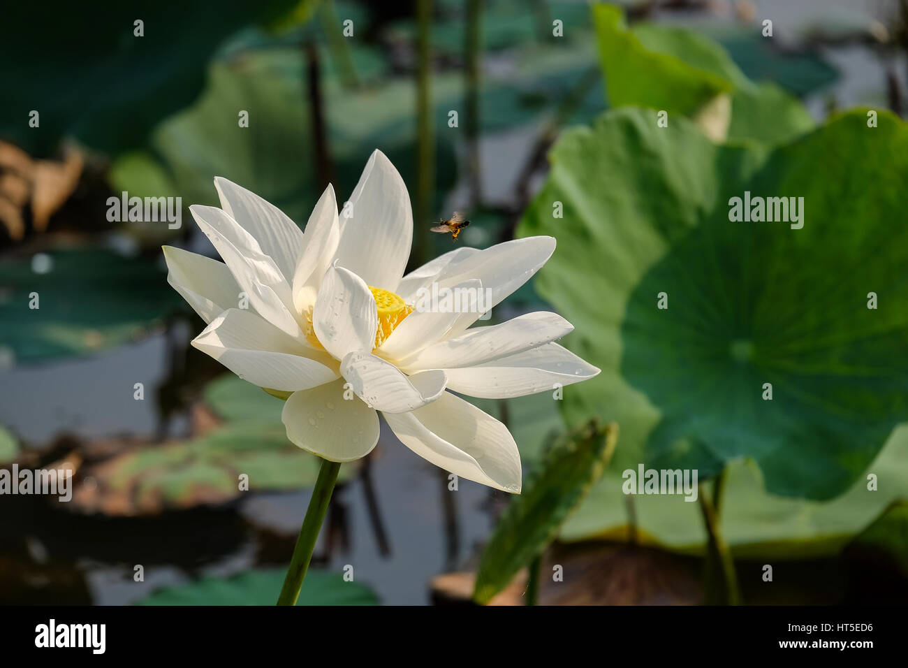 Lotus flower with bugs in the pond Stock Photo - Alamy