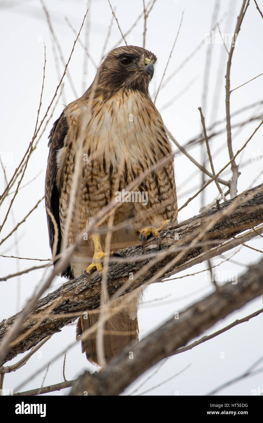 Red-tailed Hawk, Bosque del Apache National Wildlife Refuge, New Mexico ...