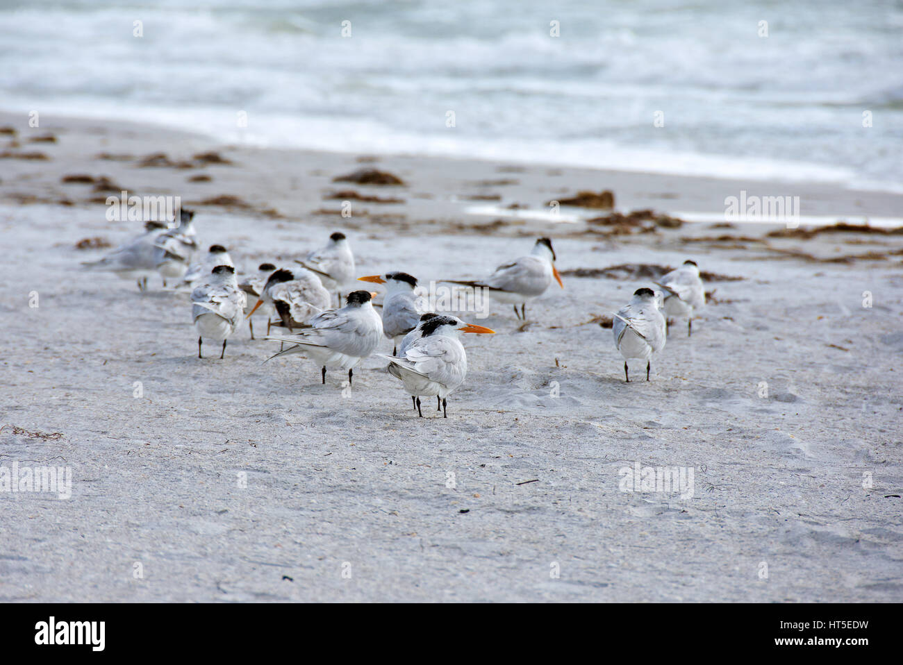 Flock of royal terns hi-res stock photography and images - Alamy