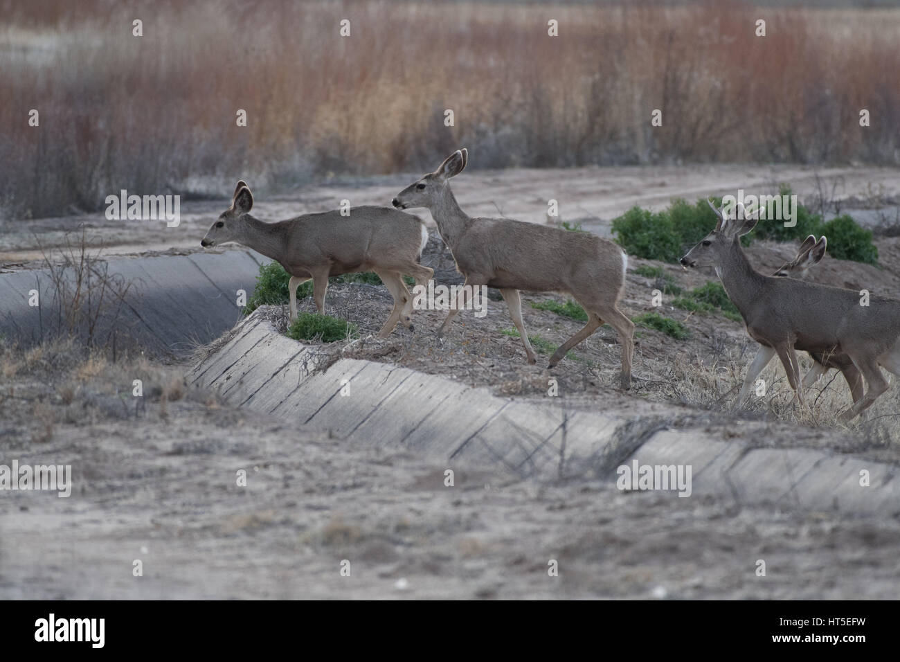 Rocky Mountain Mule Deer, Bosque del Apache National Wildlife Refuge ...