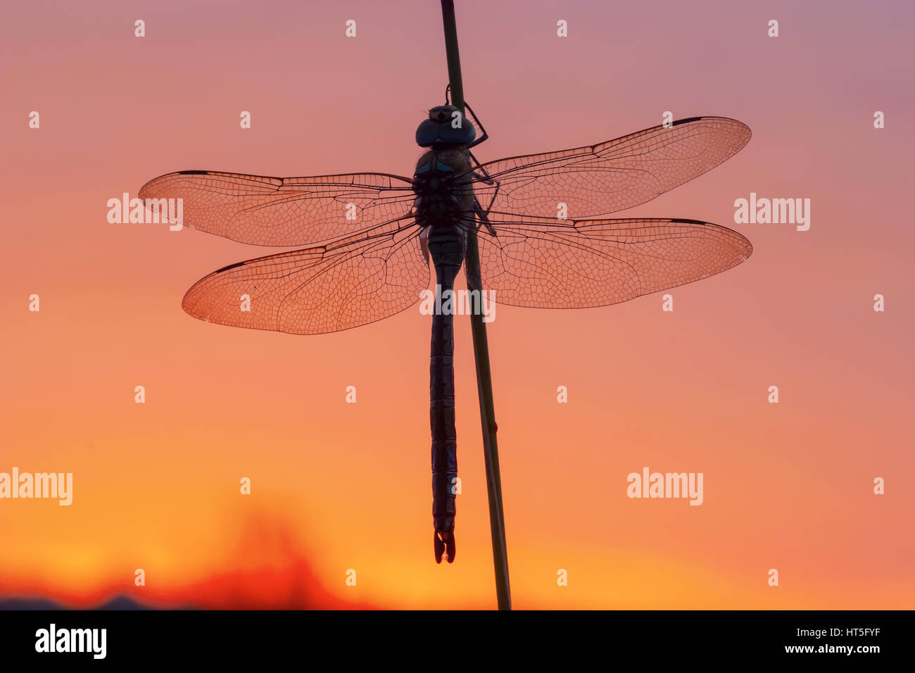 macro picture of an emperor dragonfly with red morning sky Stock Photo ...