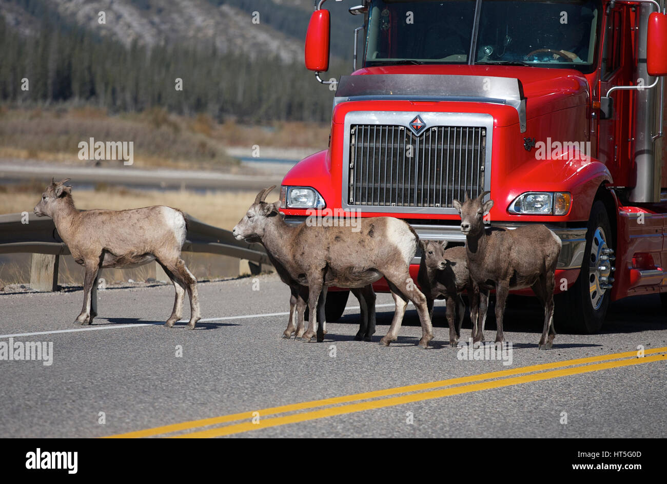 Bighorn Sheep blocking traffic on highway with truck waiting Stock ...