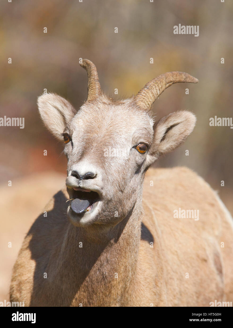 Bighorn sheep tongue hi-res stock photography and images - Alamy