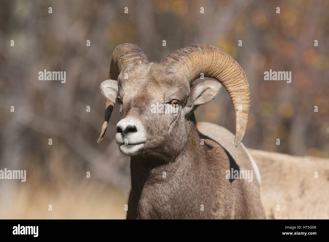 Male Big Horn Sheep portrait showing both ears and both horns Stock ...
