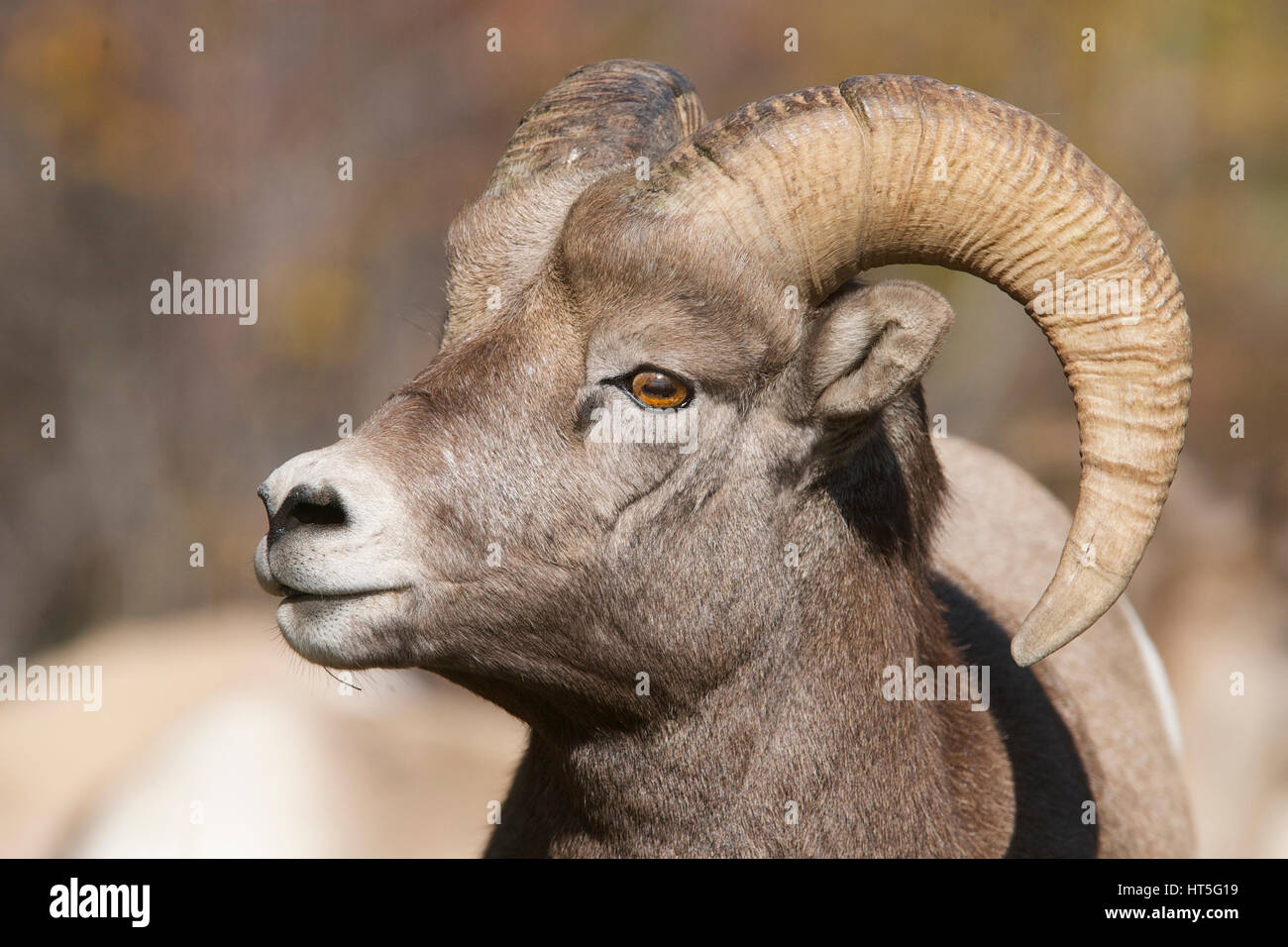 Male Big Horn Sheep portrait showing the profile of face and one horn ...