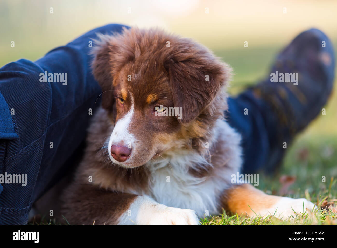 Australian Shepherd puppy lying under the leg of a man Stock Photo - Alamy