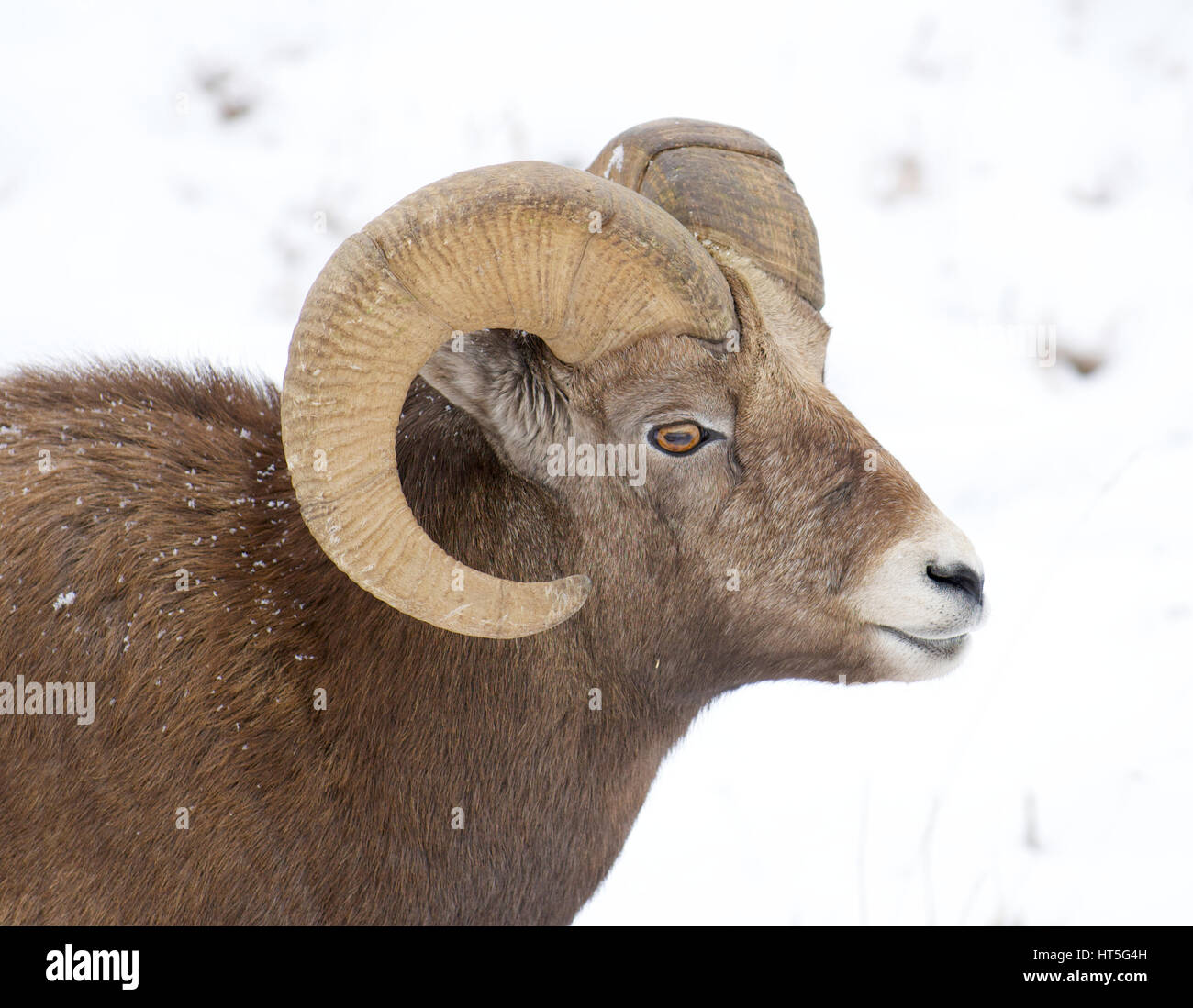 Male Bighorn Sheep portrait with snow background showing the side of ...