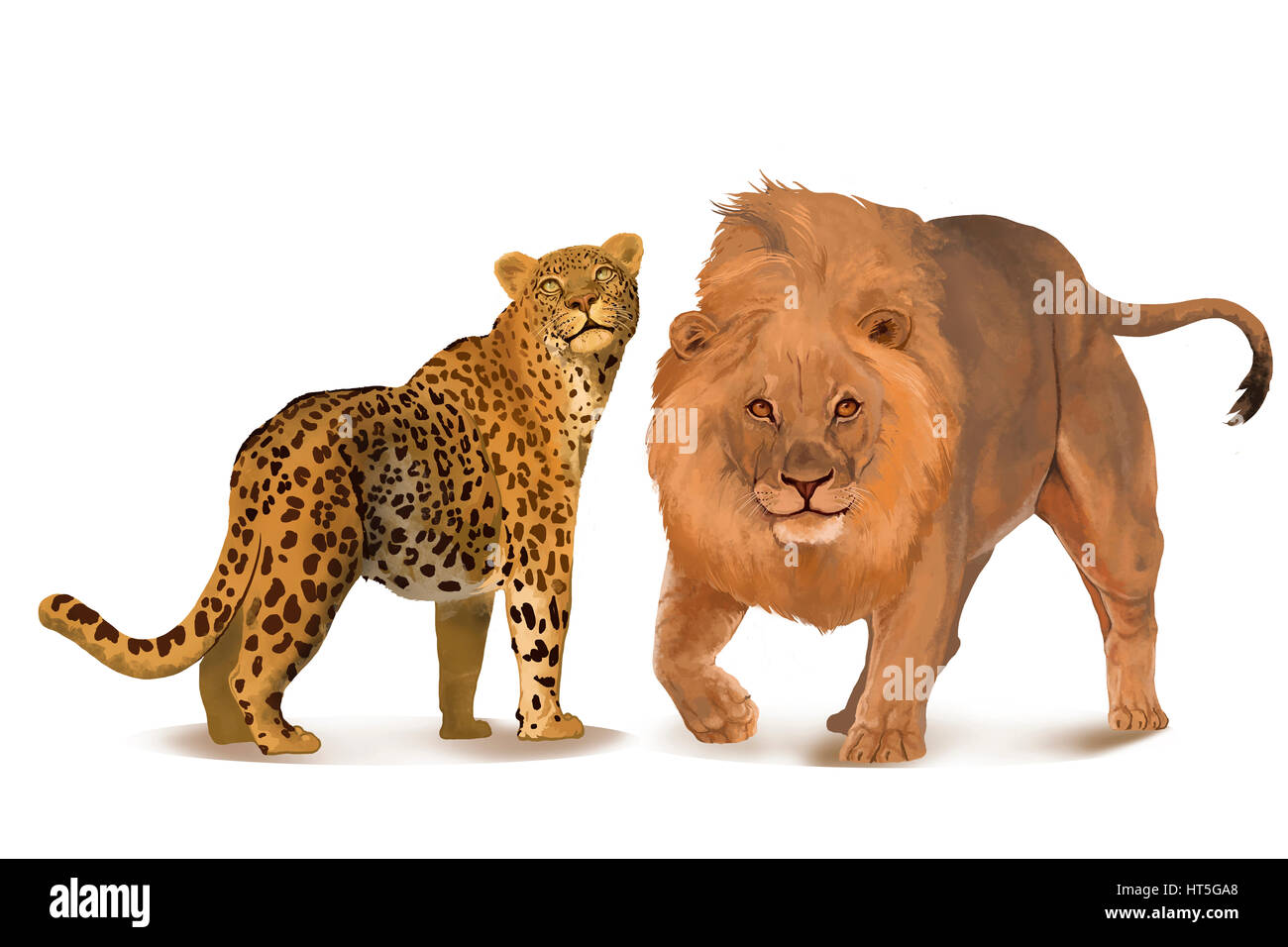 Cheetah Vs Lion Fight