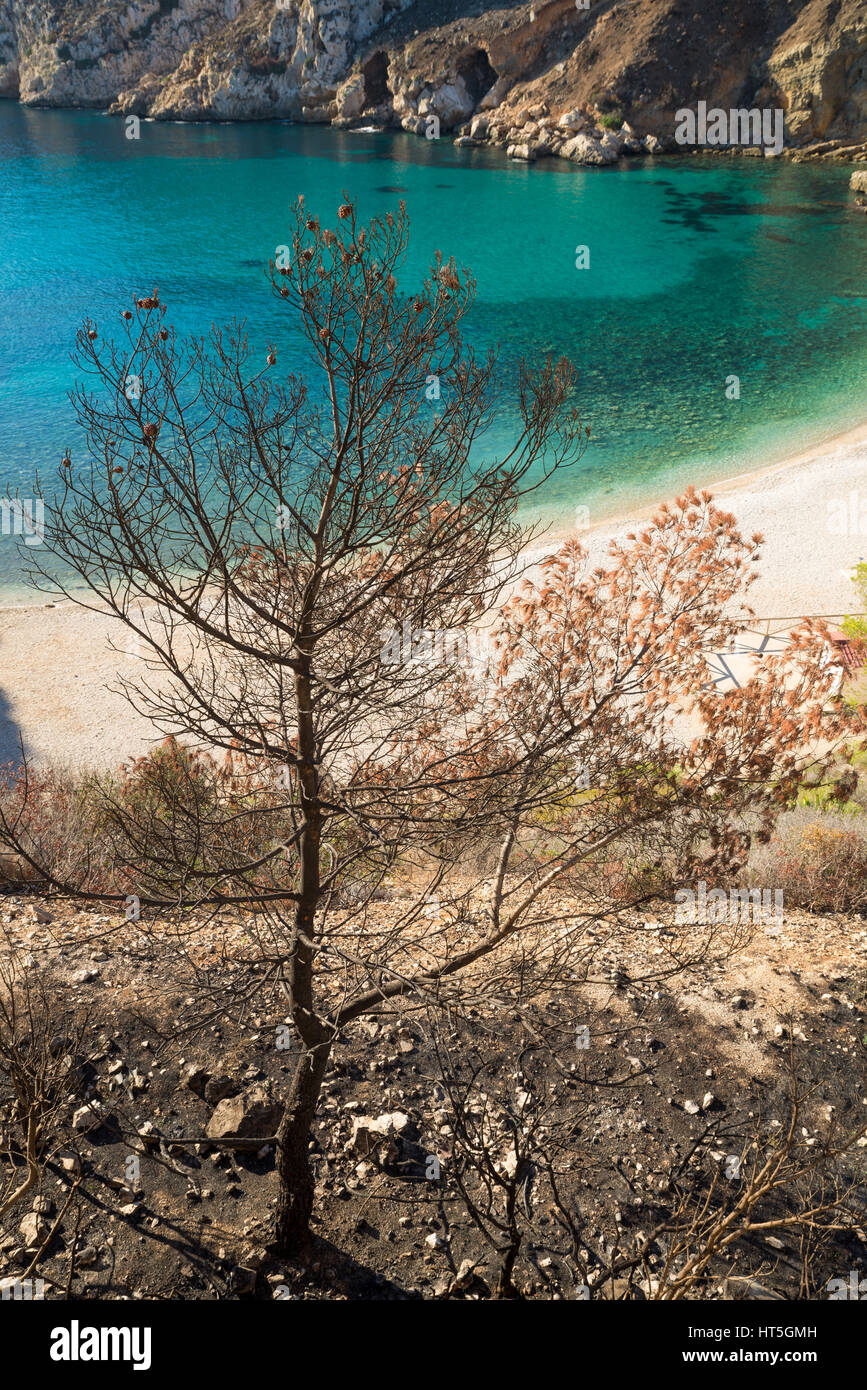 Aftermath of the devastating forest fire that destroyed a Mediterranean ...