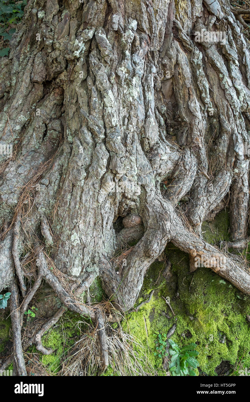Gnarled and strongly textured tree trunk Stock Photo - Alamy