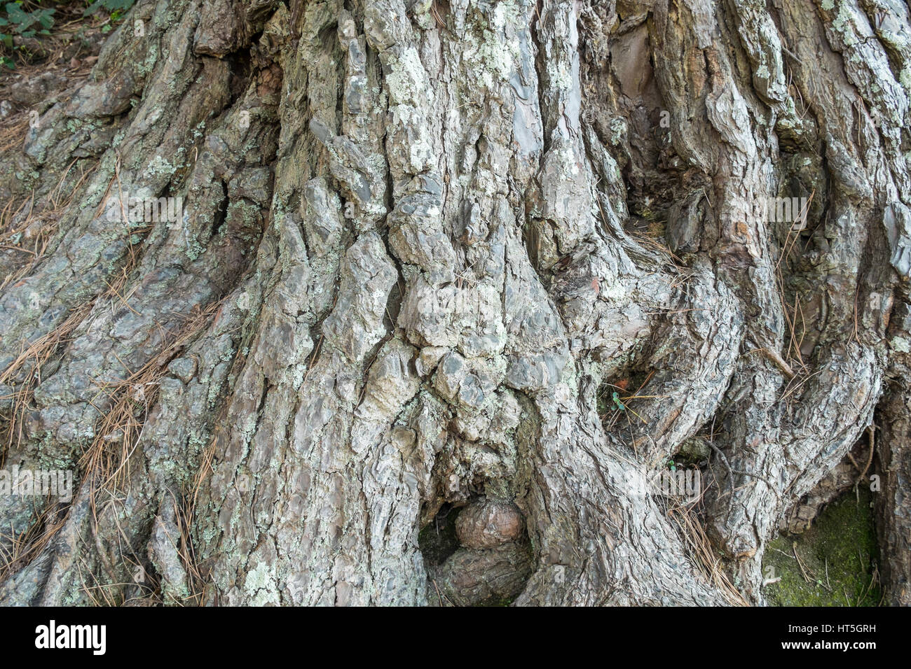 Gnarled and strongly textured tree trunk Stock Photo - Alamy