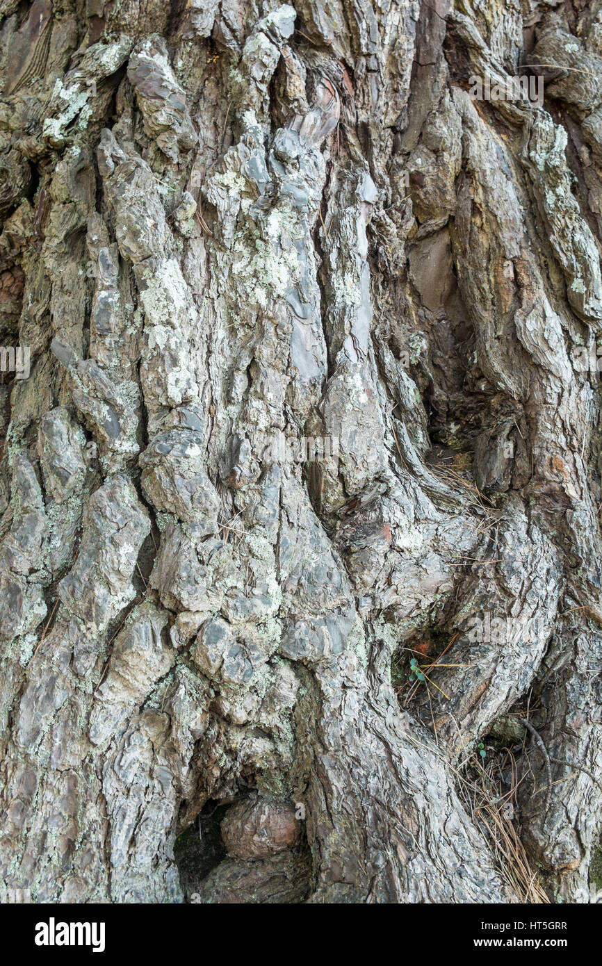 Gnarled and strongly textured tree trunk Stock Photo - Alamy