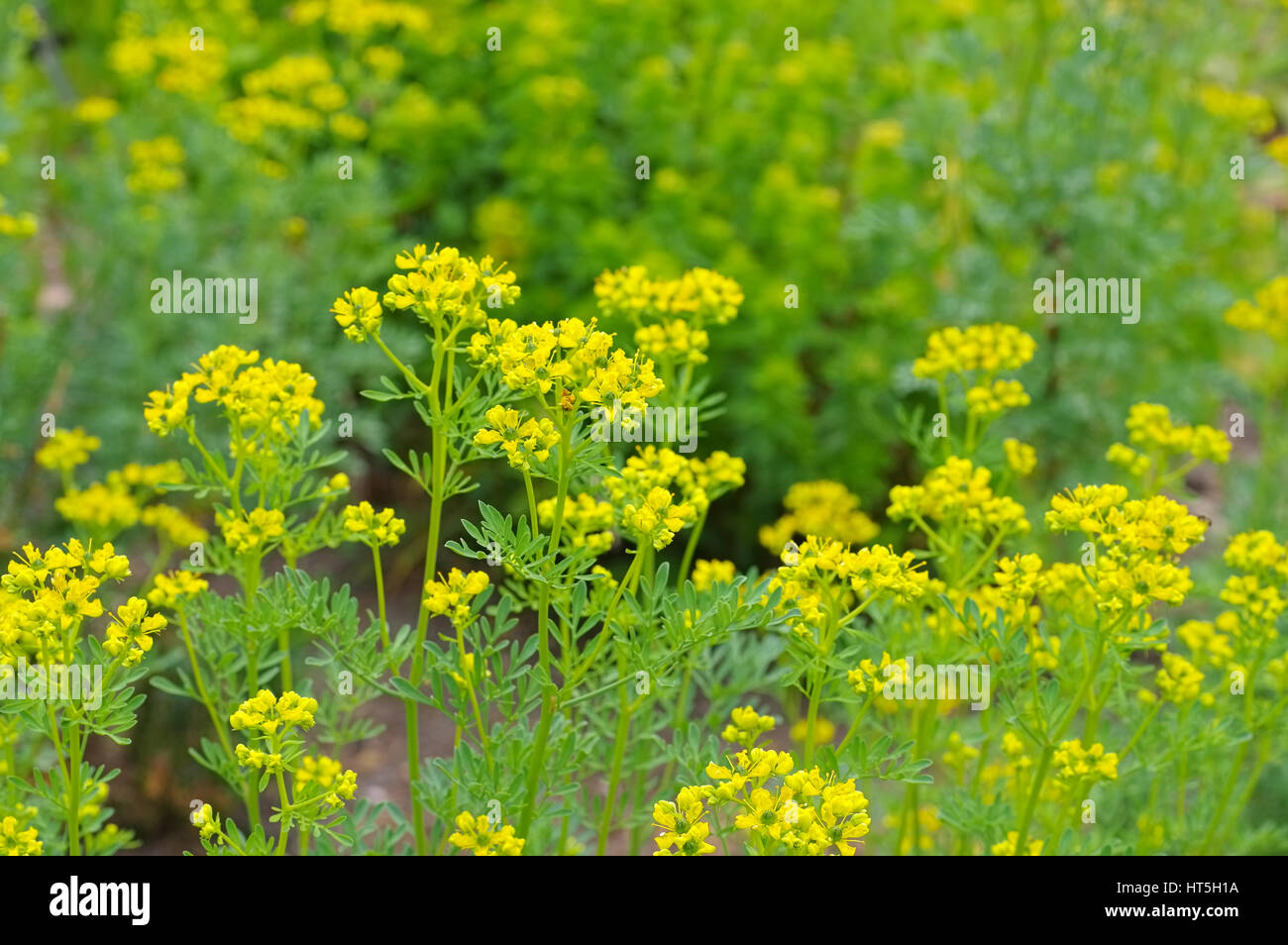 Weinraute, Ruta graveolens - Common Rue, Ruta graveolens a herbal plant ...