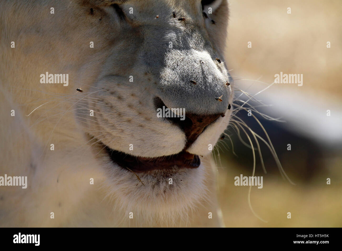 Lion Nose High Resolution Stock Photography and Images - Alamy