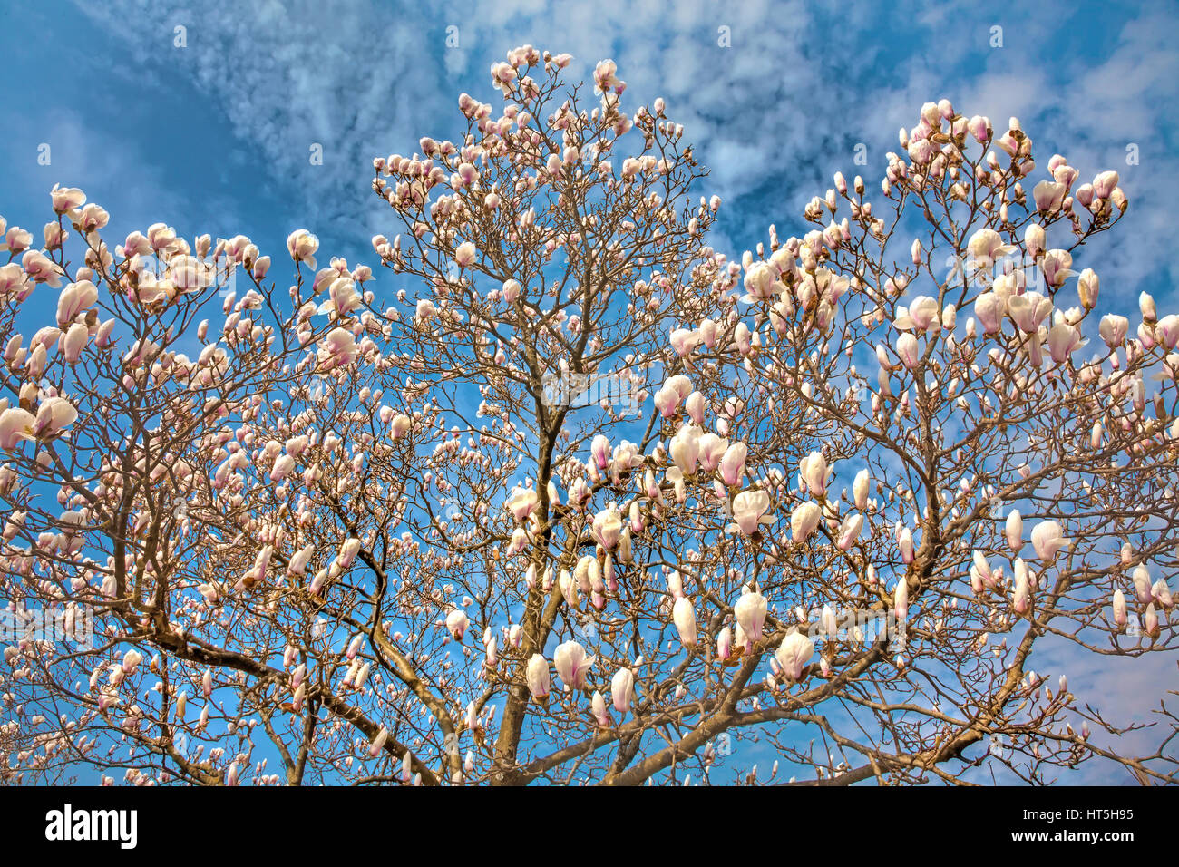 bunch of magnolia flowers on tree with blue sky background Stock Photo ...