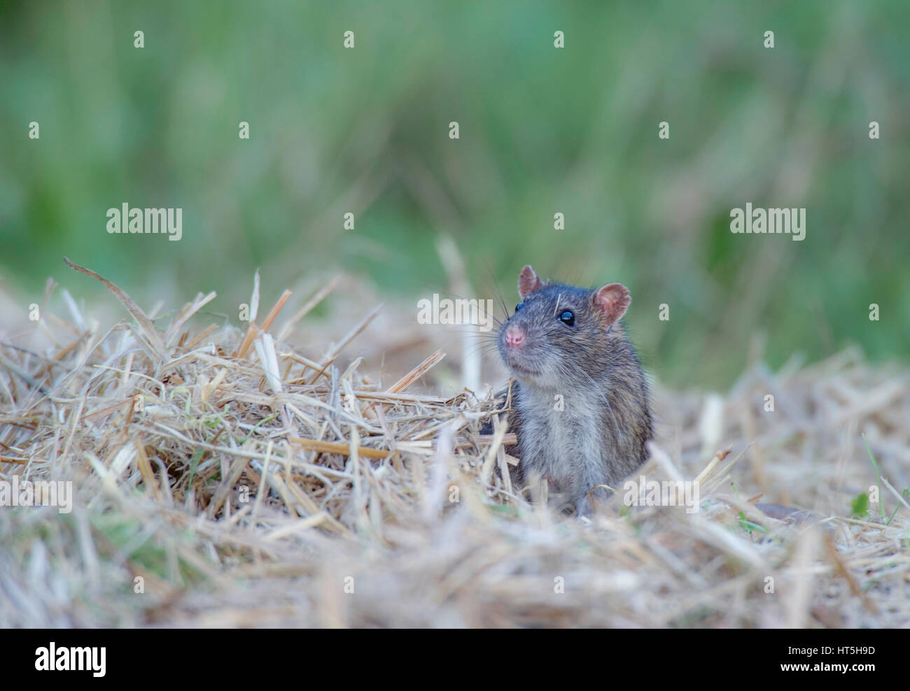 Brown rat(Rattus norvegicus) scavenging amongst straw spread out for ...