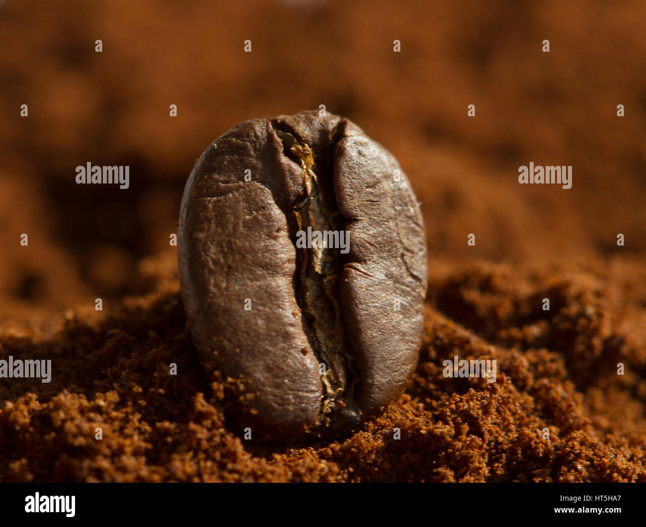 Single coffee bean on ground coffee with blurred background, extreme ...