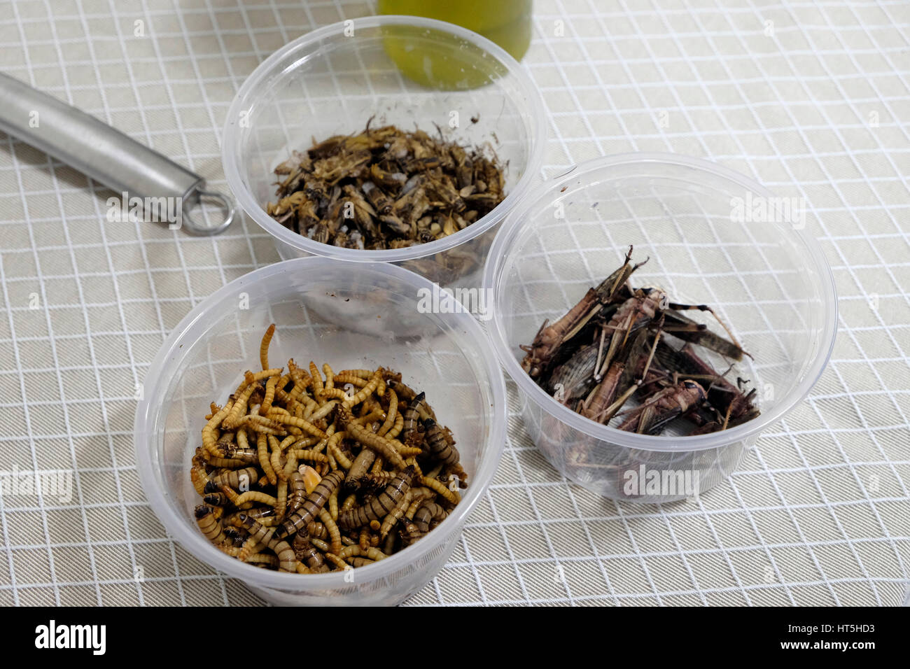 Crickets, migratory locusts ( Locusta migratoria) and edible mealworm ...