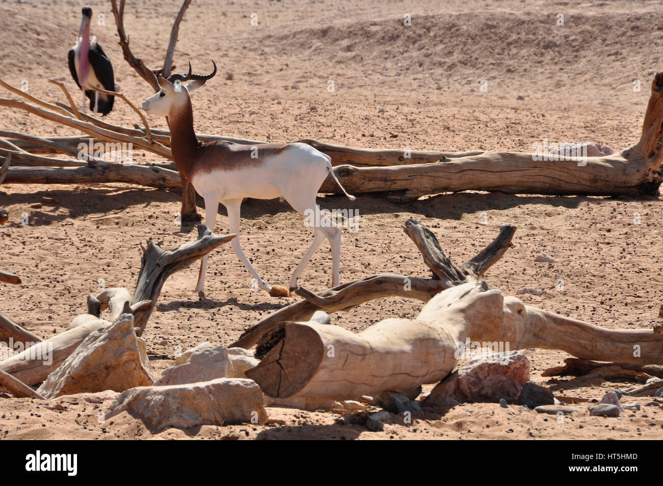 Native to the Atlas Mountains of Northern Africa and the Arabian ...