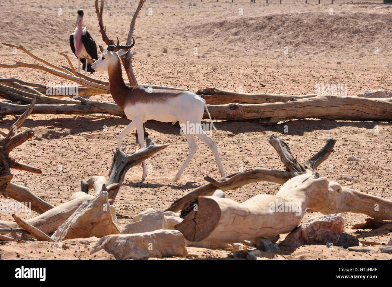 Native to the Atlas Mountains of Northern Africa and the Arabian ...